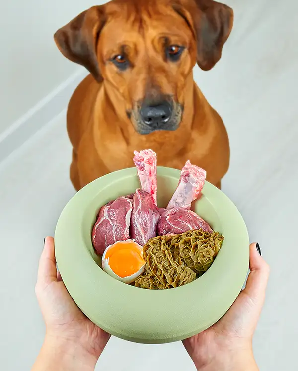 Wat is BARF voor honden? Alles over het rauw voeren van honden | eBarf