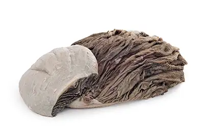 Was ist BARF für Hunde? Alles über die Rohfütterung von Hunden | eBarf