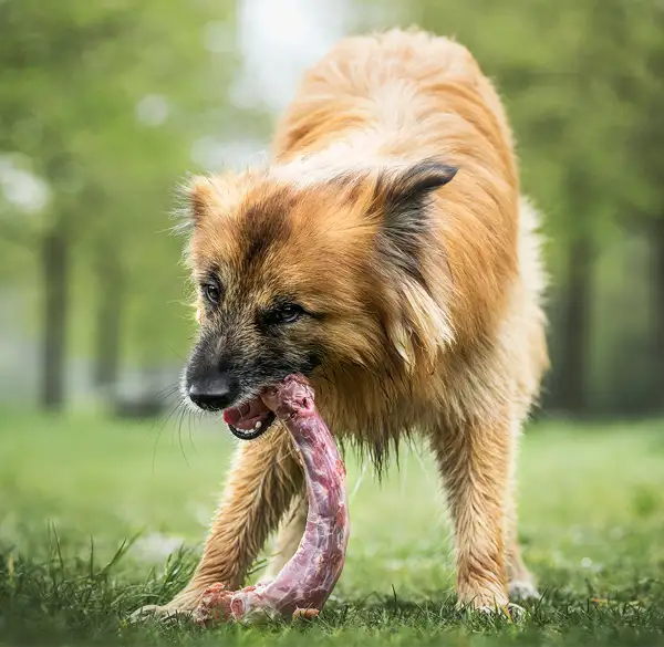 What is BARF for dogs? All about raw feeding for dogs | eBarf