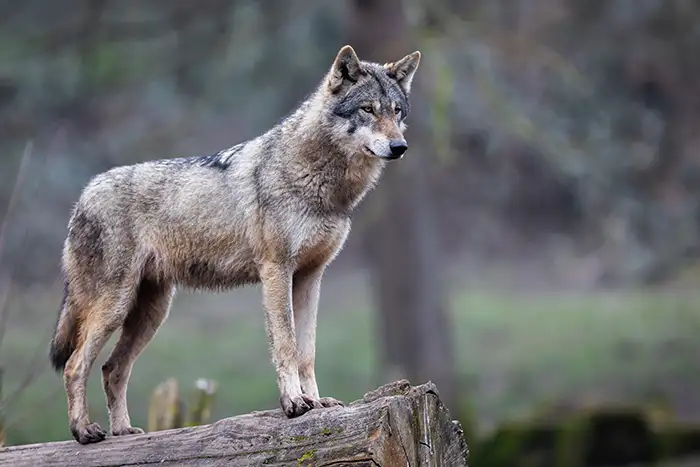 What is BARF for dogs? All about raw feeding for dogs | eBarf